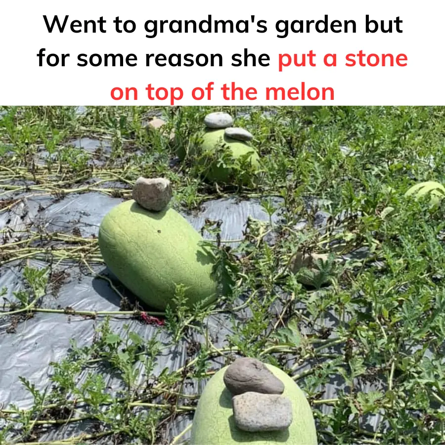 Some reason she put a stone on top of the melon