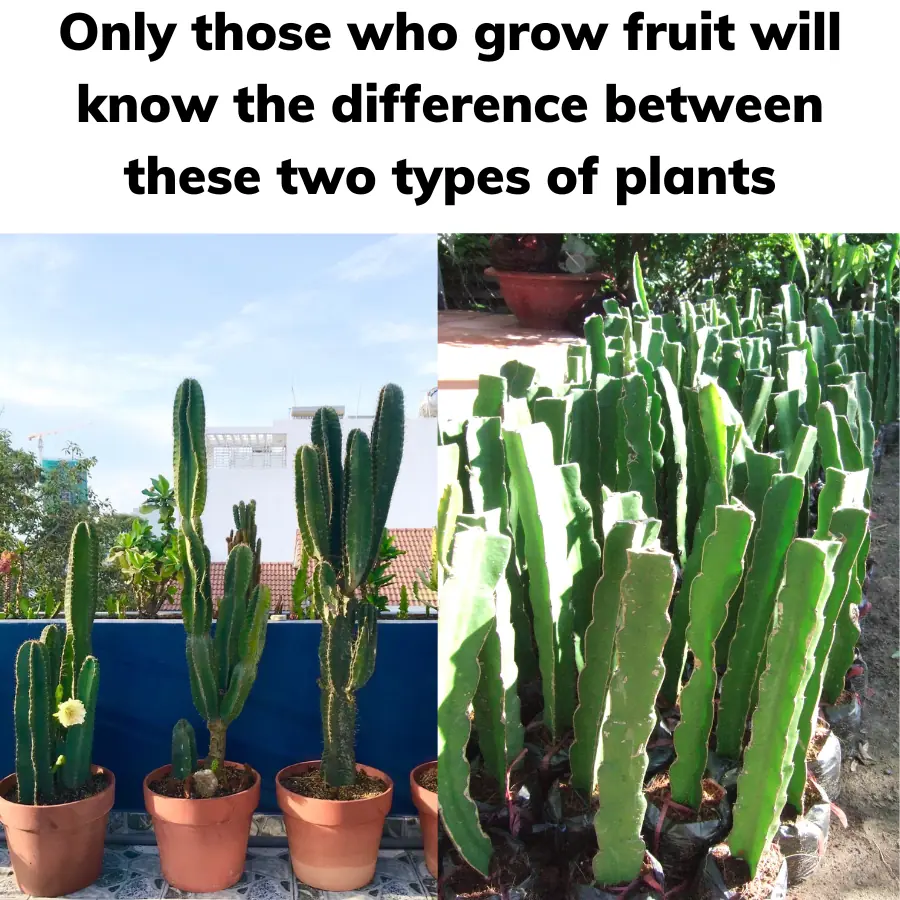 Only those who grow fruit will know the difference between these two ...