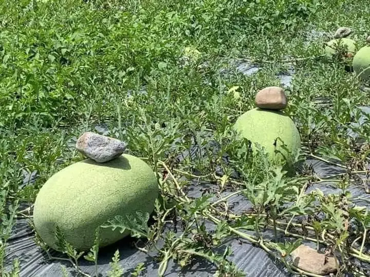 Why do you need to put a stone on a watermelon? What's the purpose of that?