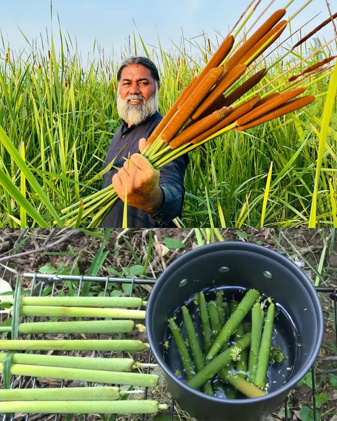 The Untapped Potential of Cattails: A Nutritional and Survival Superfood
