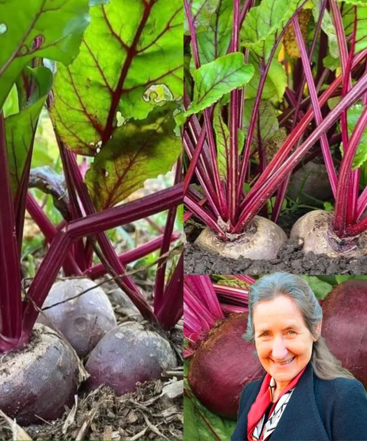 The Secret Power of Celery and Beetroot Juice: Health Benefits and Recipe
