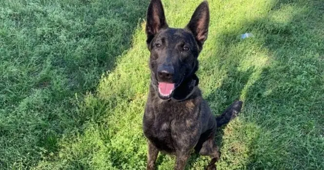 Retired police K9 abandoned at shelter by handler, prompting outrage ...