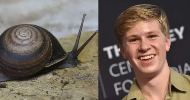 Robert Irwin says it's a "huge honor" after newly-discovered snail ...