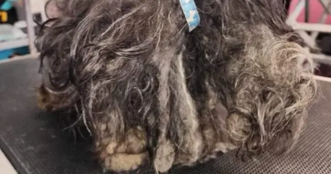 Severely matted dog surrendered to shelter, "one of the worst cases ...