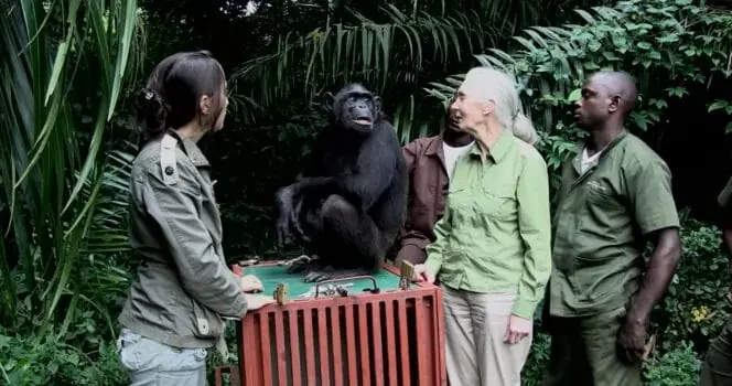 Dame Jane Goodall releases rehabilitated chimp to island sanctuary ...