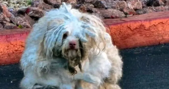 Rescuers take in severely matted stray dog, one of "worst cases" they ...