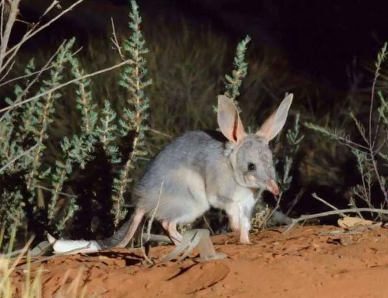 Researchers Are Delighted To See Australian 'Easter Bunny' On Hidden Cams