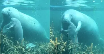 Heartwarming video shows mama manatee giving a sweet hug to her baby