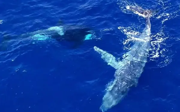 Unforeseen Alliance: Killer Whales Rescue Entangled Humpback Whale in a ...