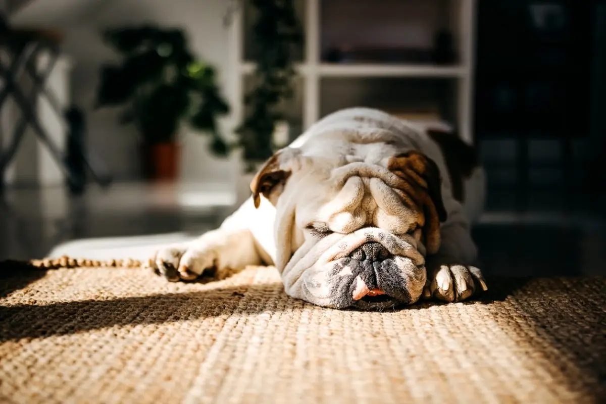 How to Find the Most Compatible Dog for You