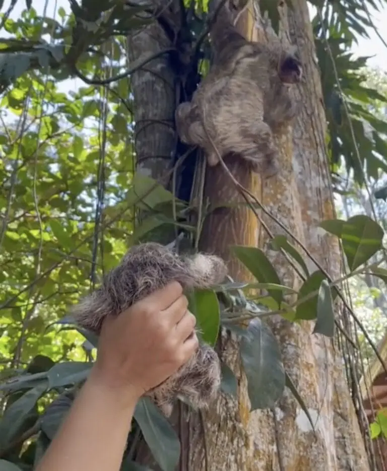 Rescuers save baby sloth and help reunite it with its mother — see the ...