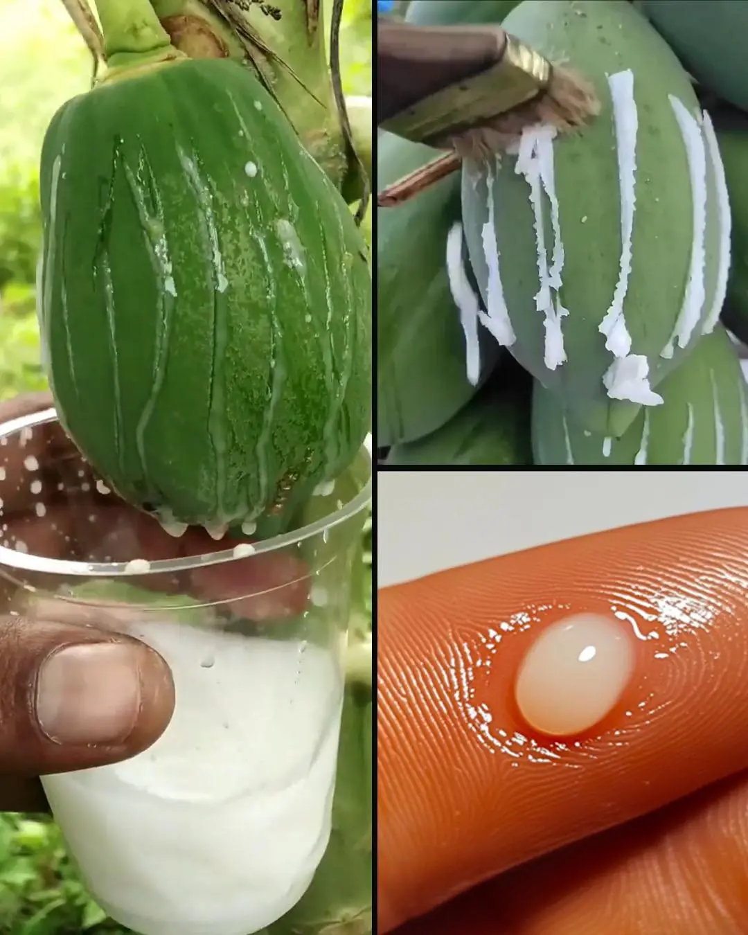 The Incredible Benefits of Papaya Sap: Nature’s Secret Remedy