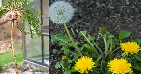 Why Dandelion Roots are the Most Important Part of the Plant