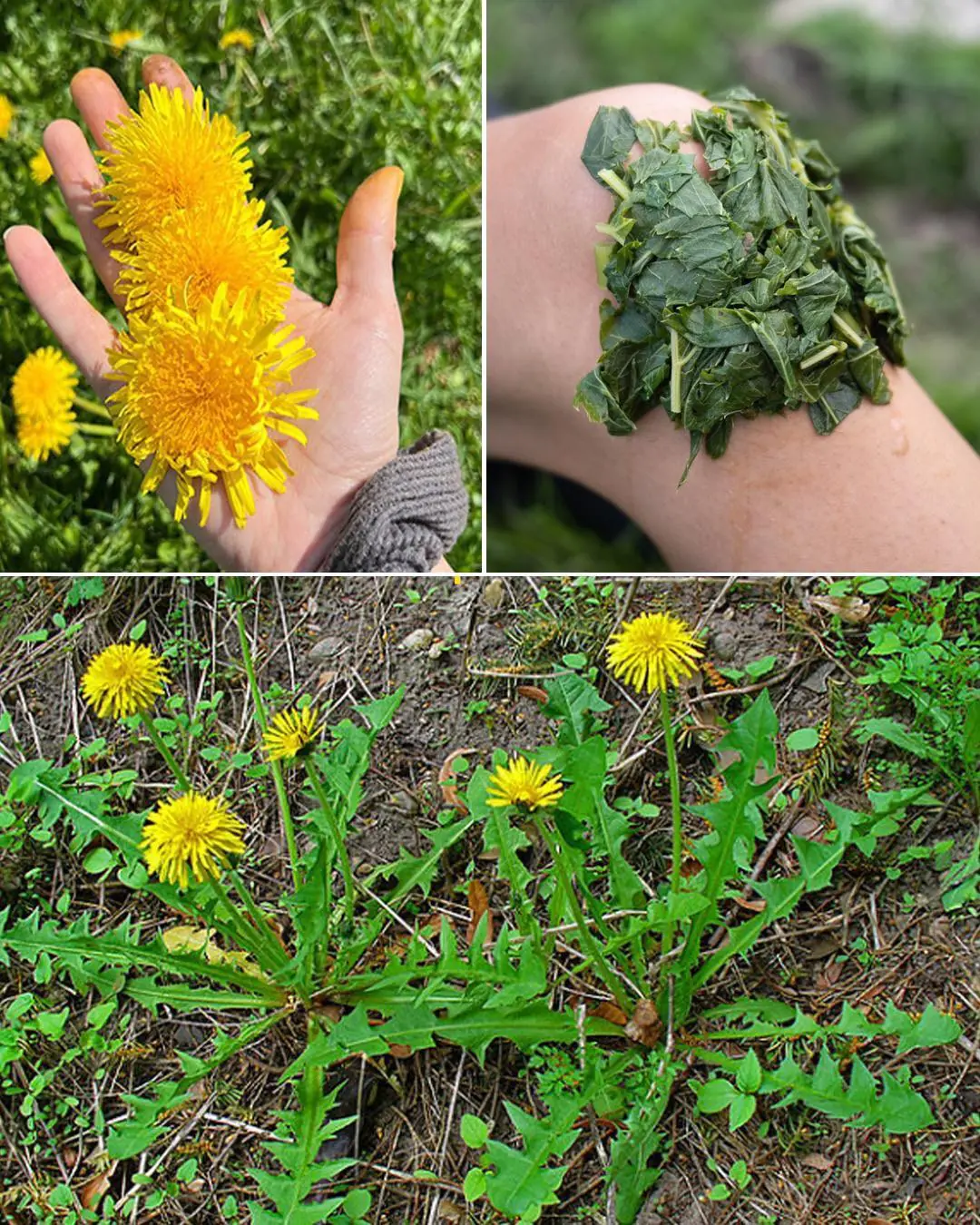 5 Health Benefits and Uses of Dandelion