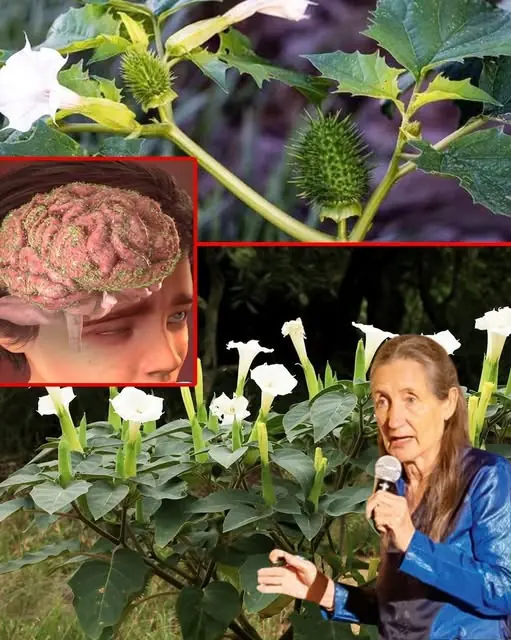 The Datura Genus: A Beautiful but Deadly Plant You Should Avoid