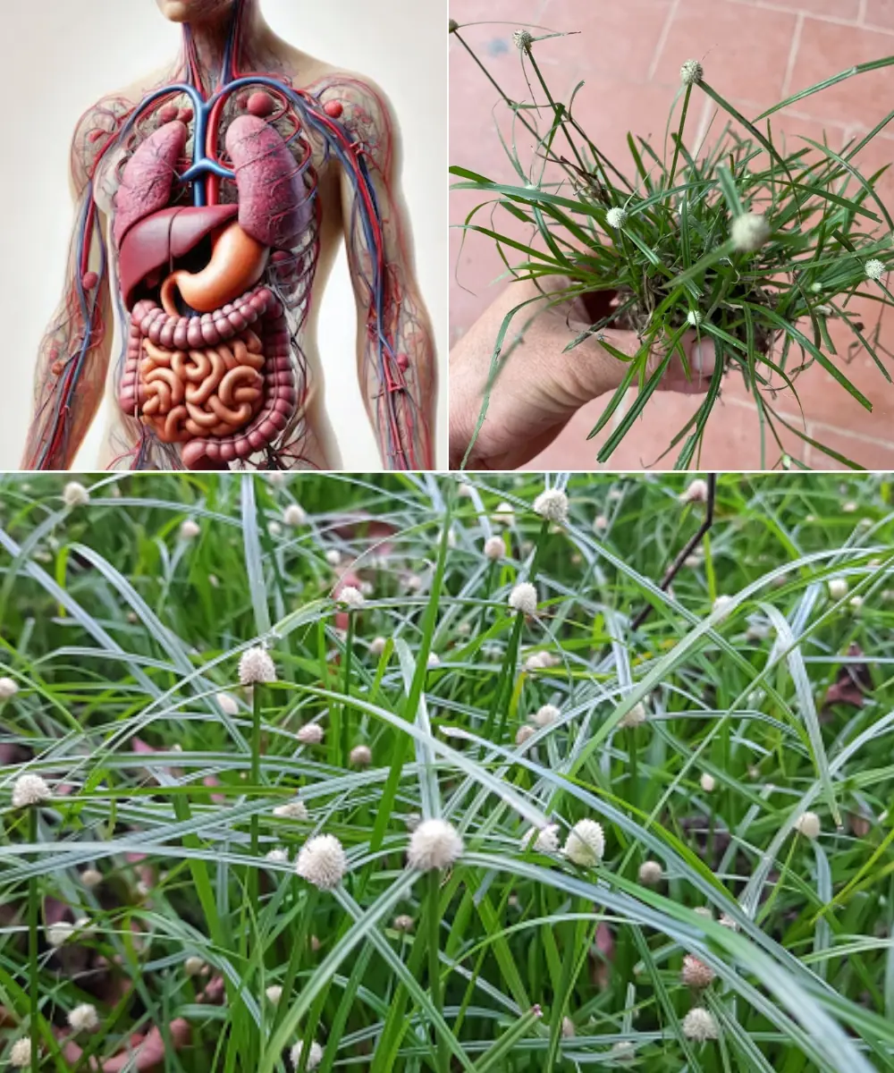 Cyperus Rotundus: The Herbal Treasure for Health and Well-being
