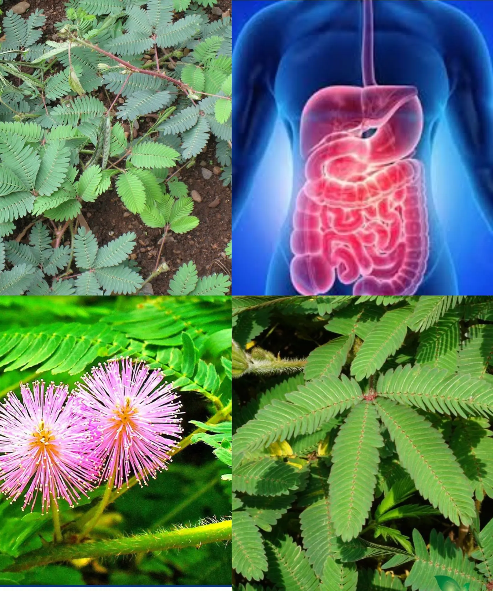Mimosa Pudica: Medicinal Value and Uses