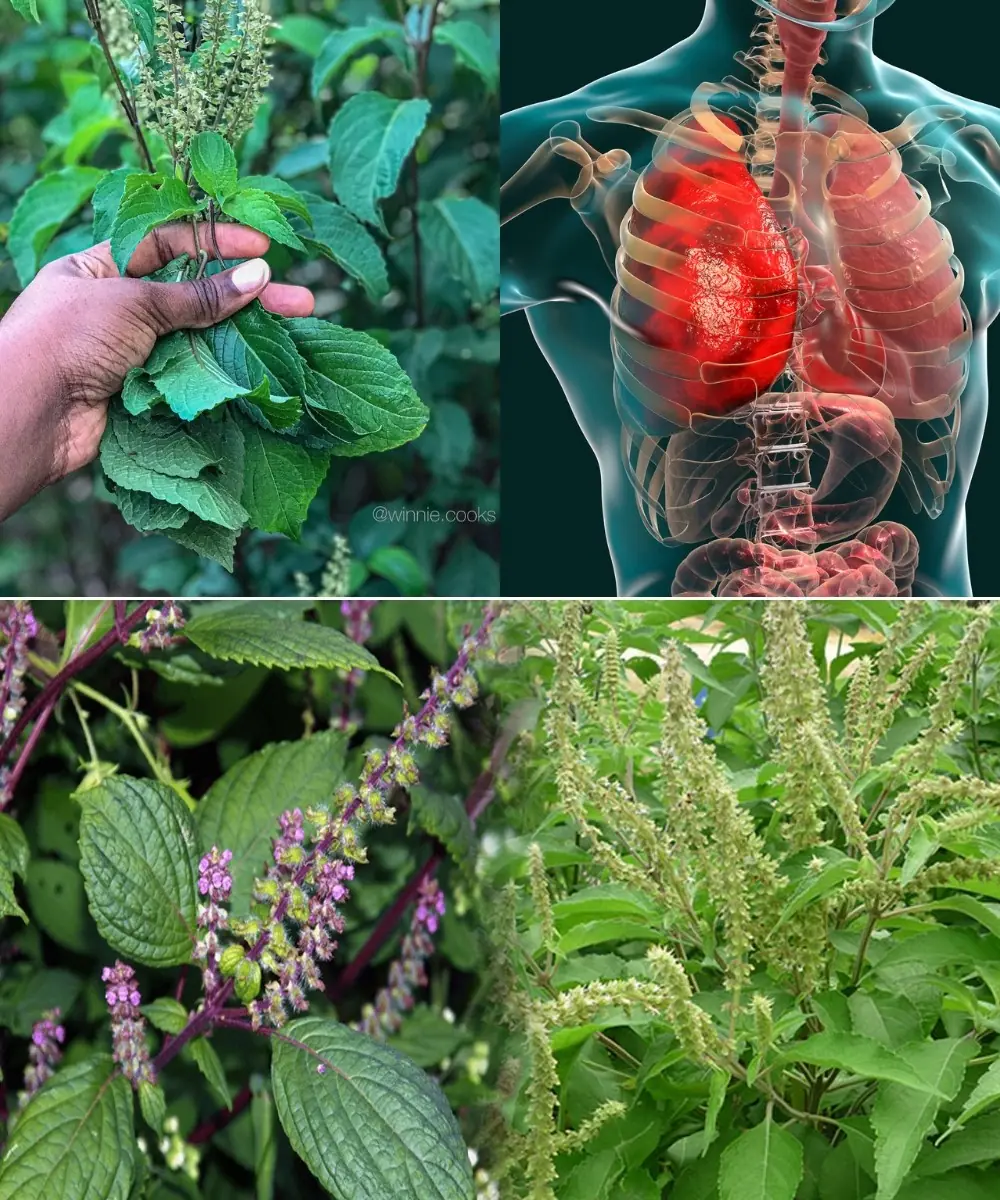 Scent Leaf: The Secret Super Herb You Never Knew! 🌿