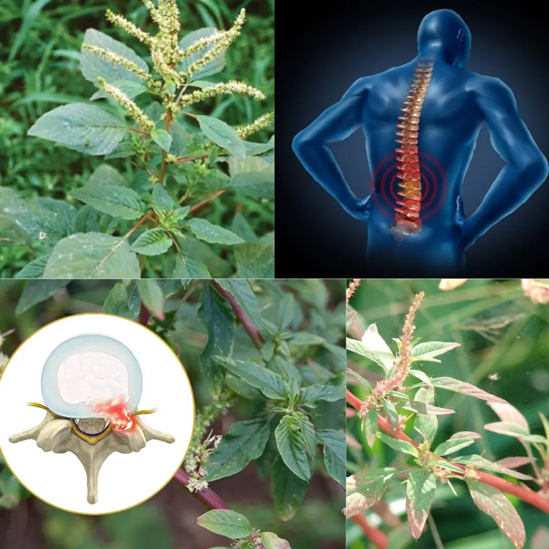 Bledo Blanco: The Superfood and Brain Oxygenator That’s Overlooked by Many