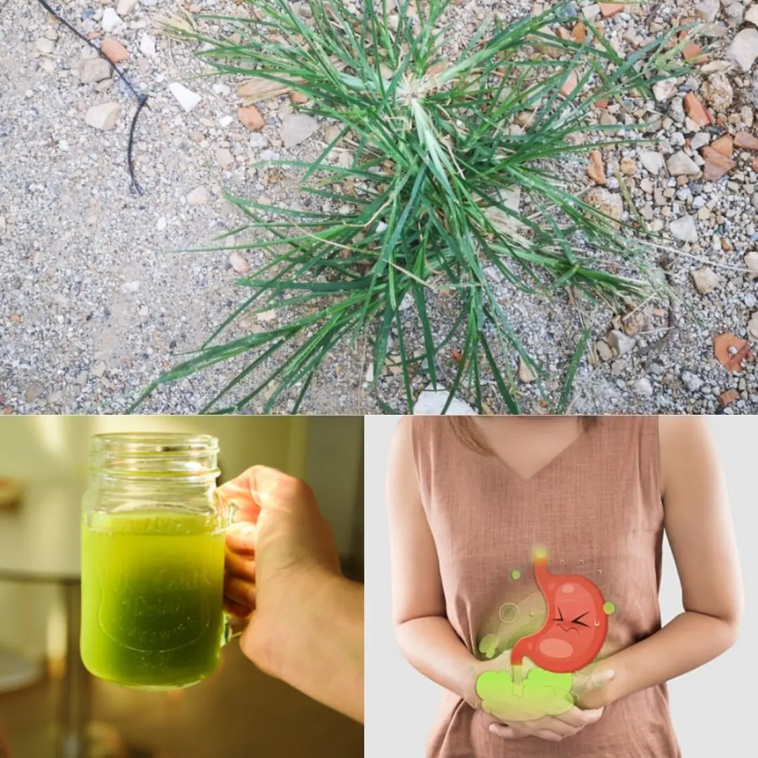 Goosegrass: Health Benefits and Uses