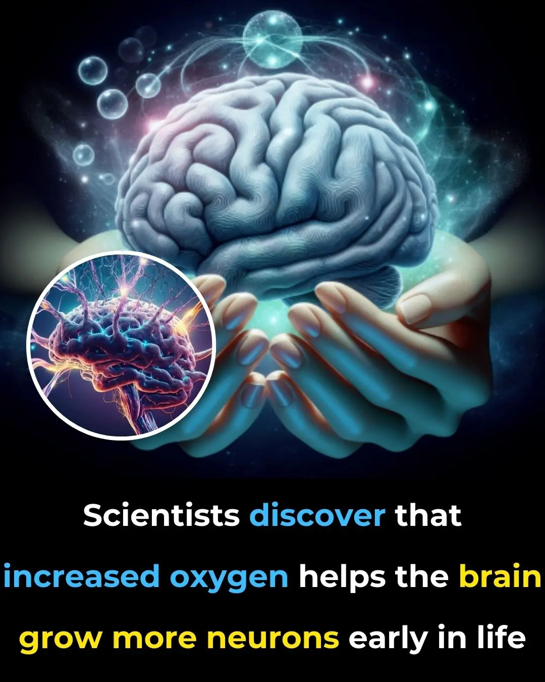 Scientists Discover That Increased Oxygen Helps the Brain Grow More ...
