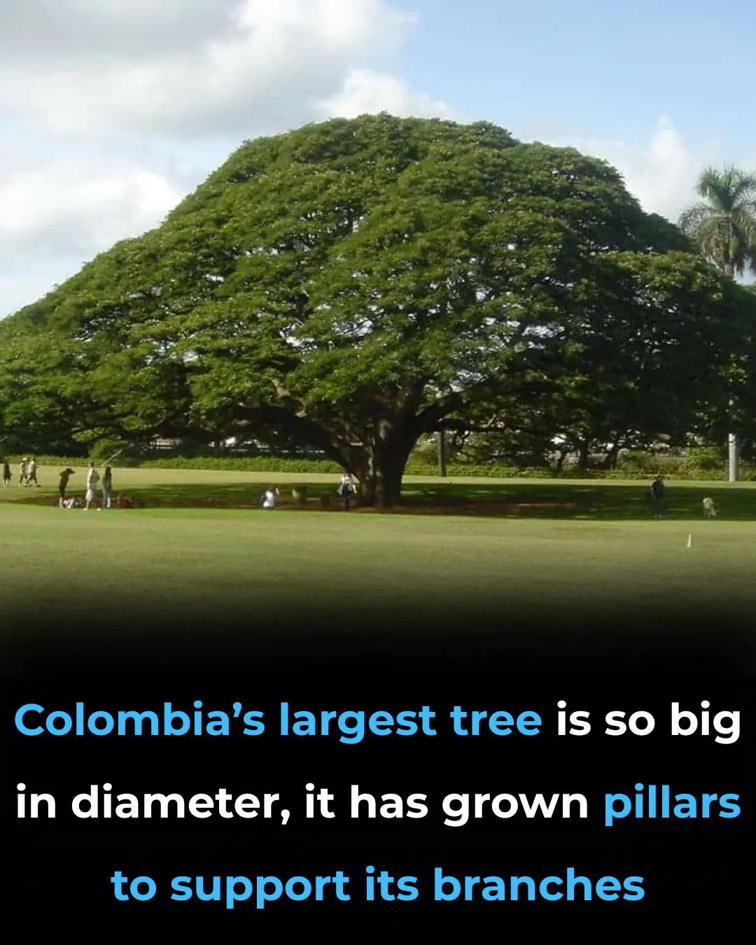 Colombia’s Largest Tree Is So Big in Diameter, It Has Grown Pillars to ...