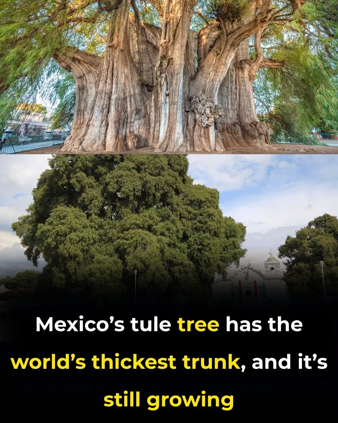 Mexico’s Tule Tree Has the World’s Thickest Trunk, And It’s Still Growing