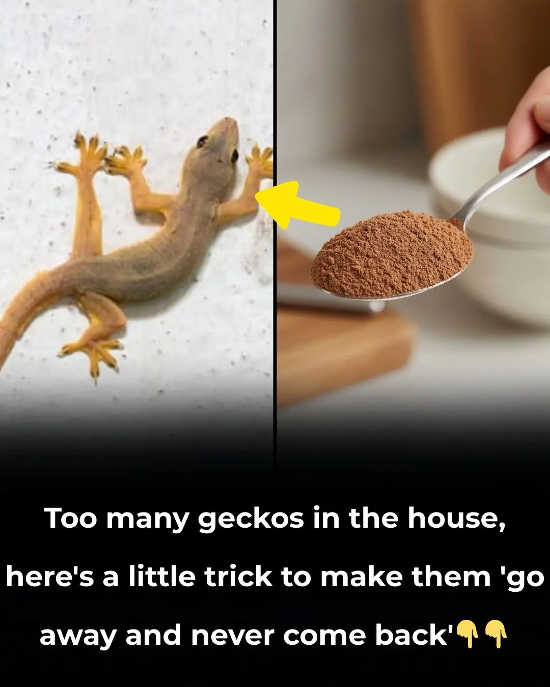 Too many geckos in the house, here's a little trick to make them 'go ...