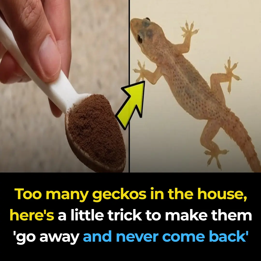 Too many geckos in the house? Here’s a simple trick to make them ‘never ...
