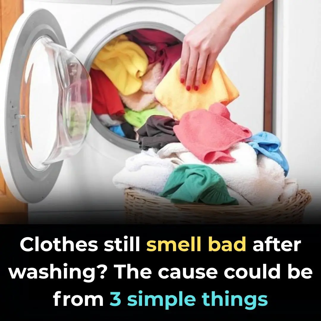 Clothes still smell bad after washing? The cause could be from 3 simple ...