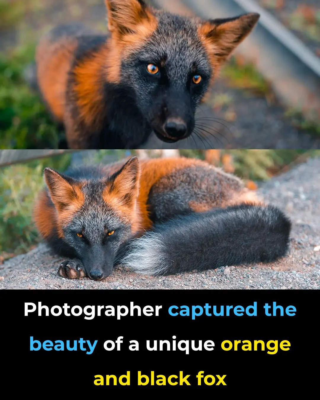 Photographer Captured The Beauty Of A Unique Orange And Black Fox