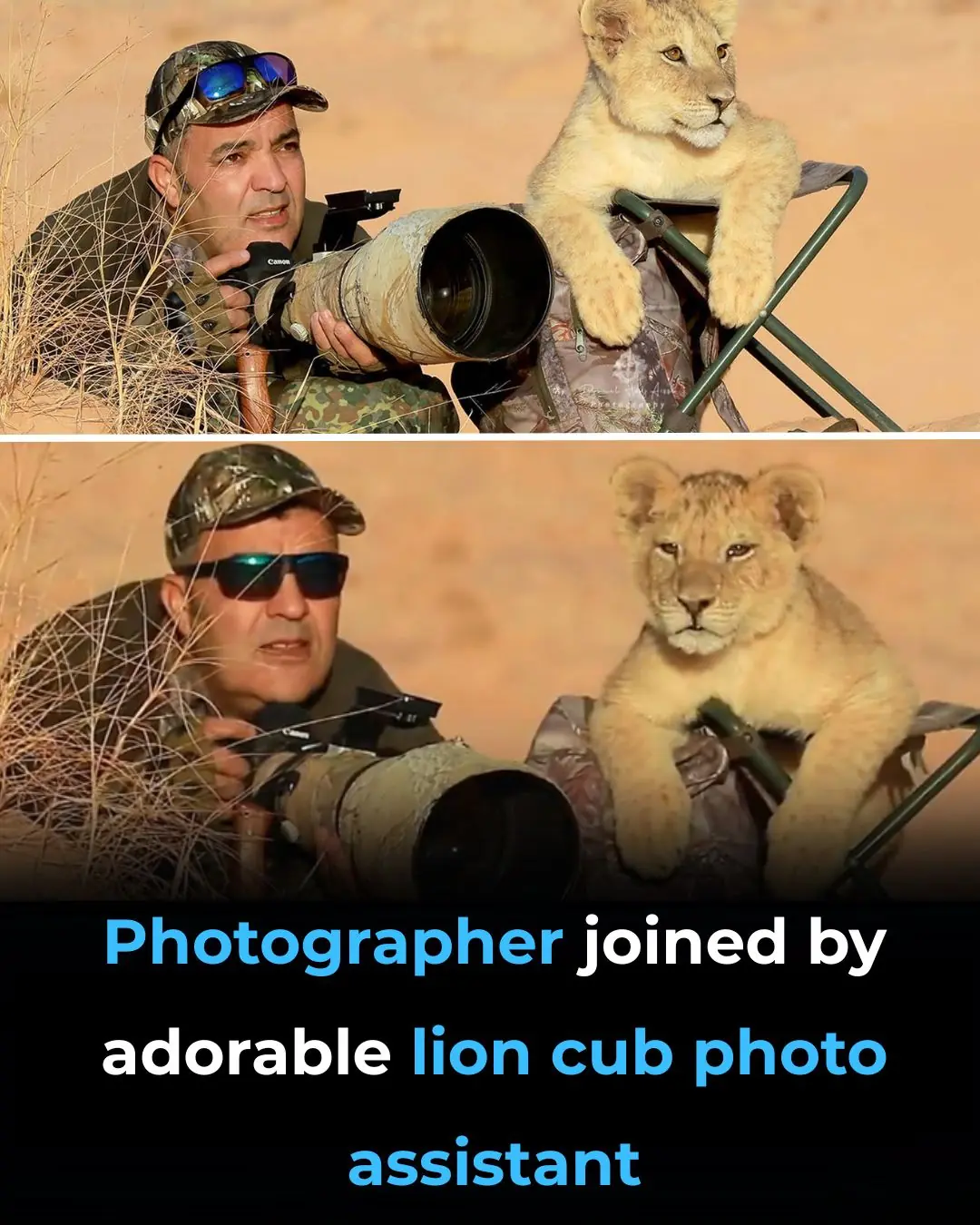 Photographer Joined by Adorable Lion Cub Photo Assistant