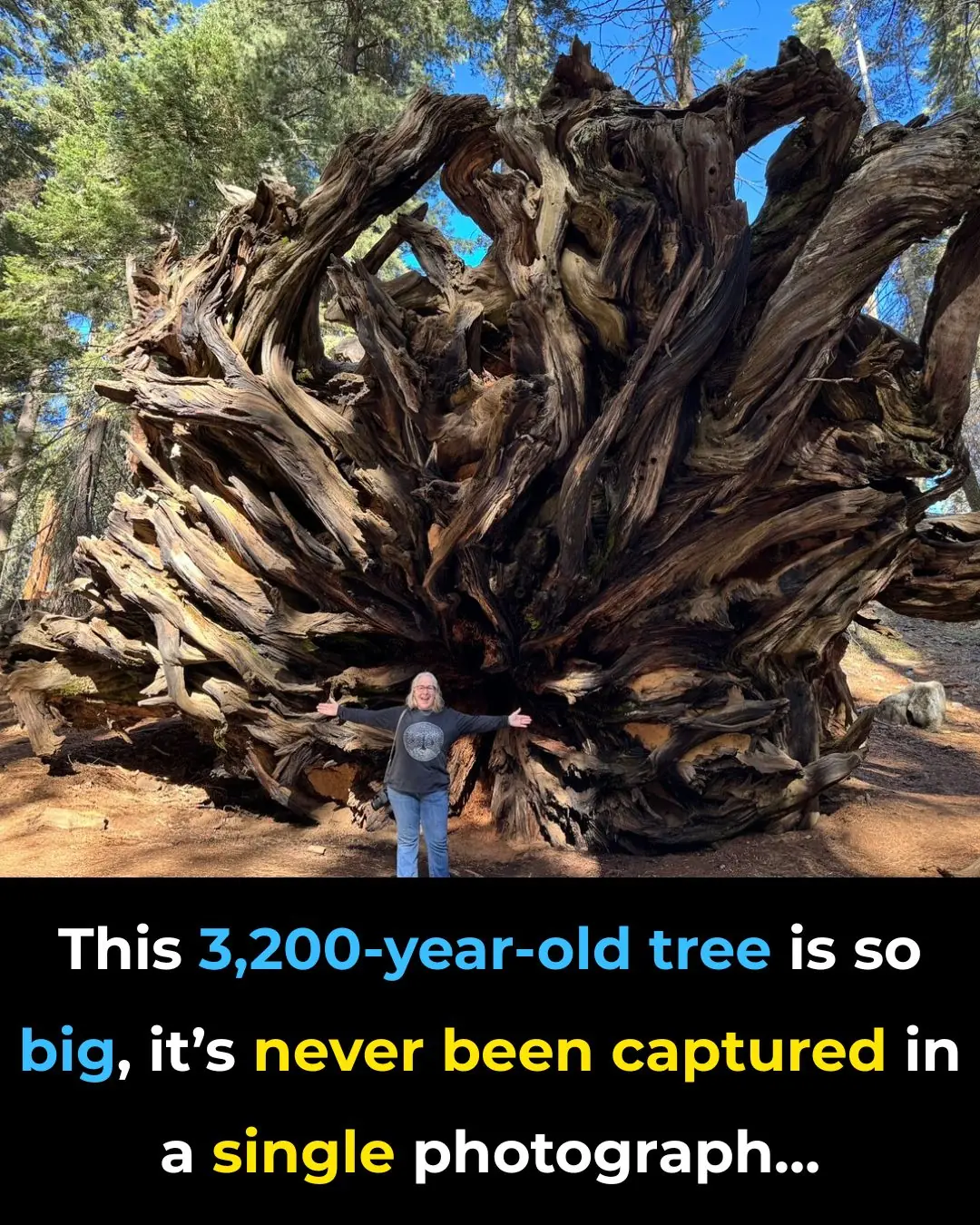 This 3,200-Year-Old Tree Is So Big, It’s Never Been Captured In A ...