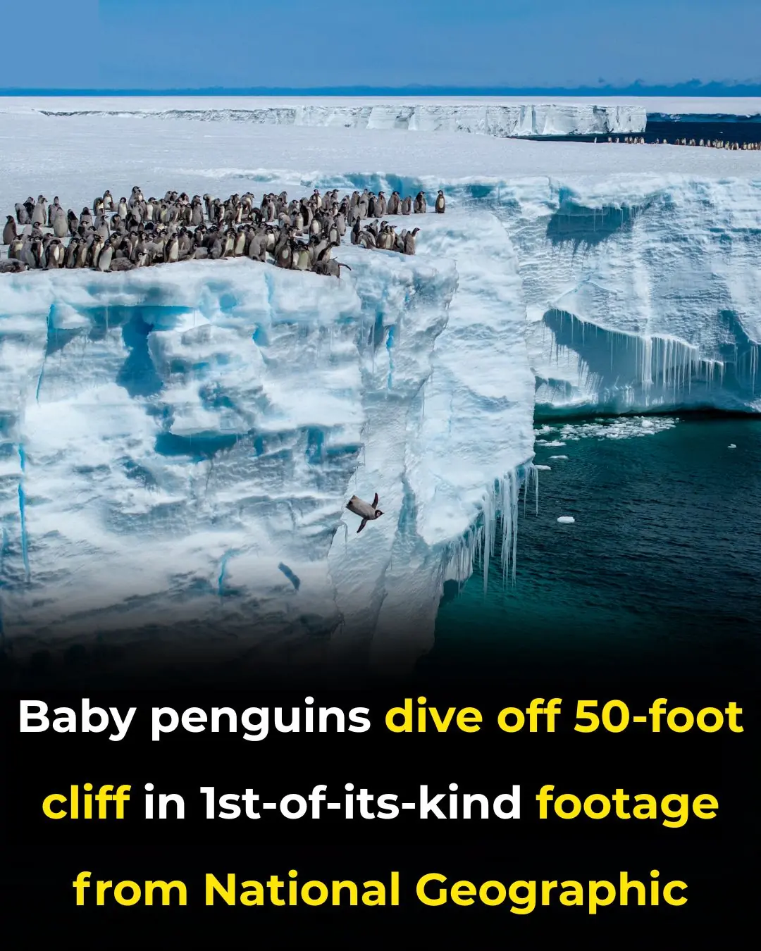 Baby penguins dive off 50-foot cliff in 1st-of-its-kind footage from ...