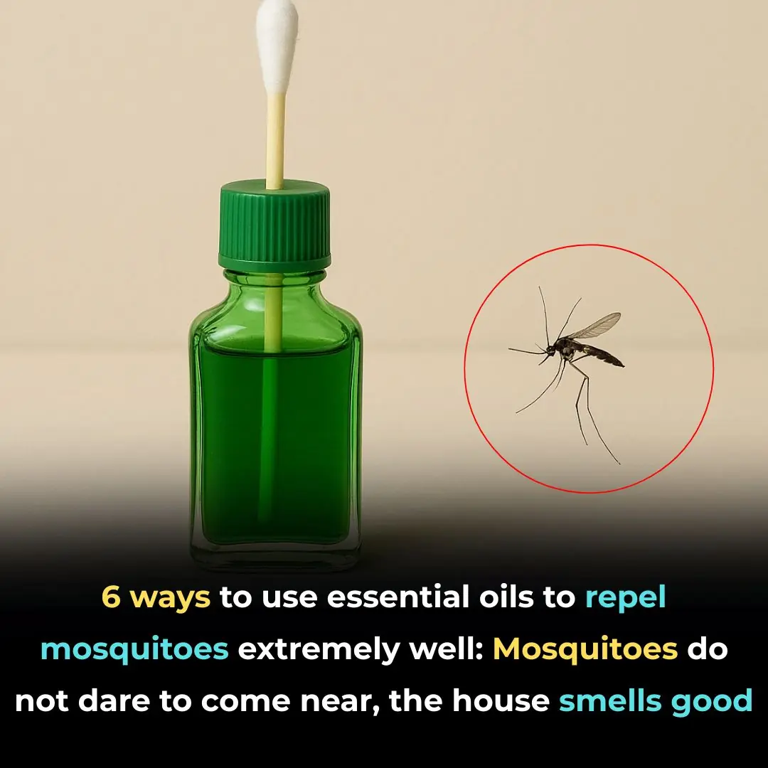 6 Effective Ways to Use Medicated Oil to Repel Mosquitoes: Keep Them ...