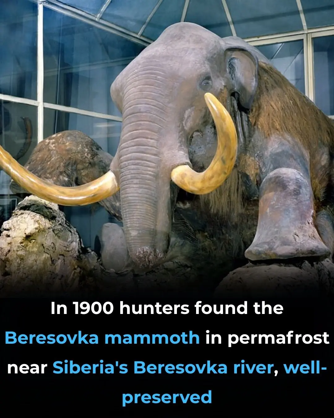 28,000-Year-Old Woolly Mammoth Cells Brought Back To Life By Scientists