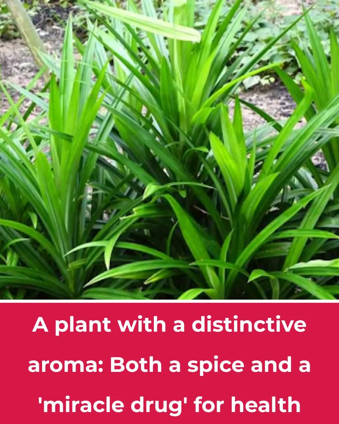 A plant with a distinctive aroma: Both a spice and a 'miracle drug' for ...