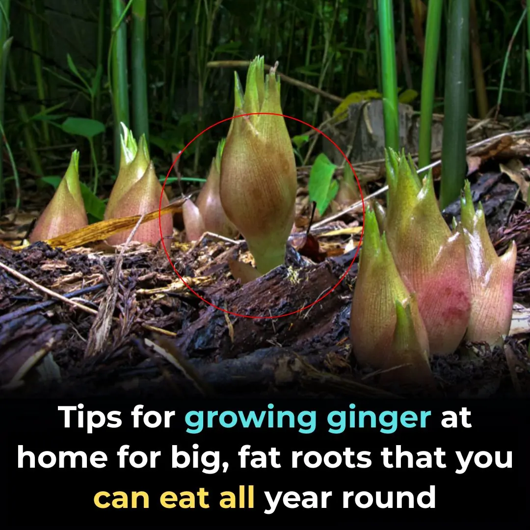 Tips for growing ginger at home for big, fat roots that you can eat all ...