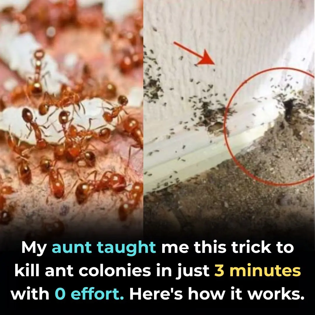 Simple Trick That Wiped Out an Ant Colony in 3 Minutes