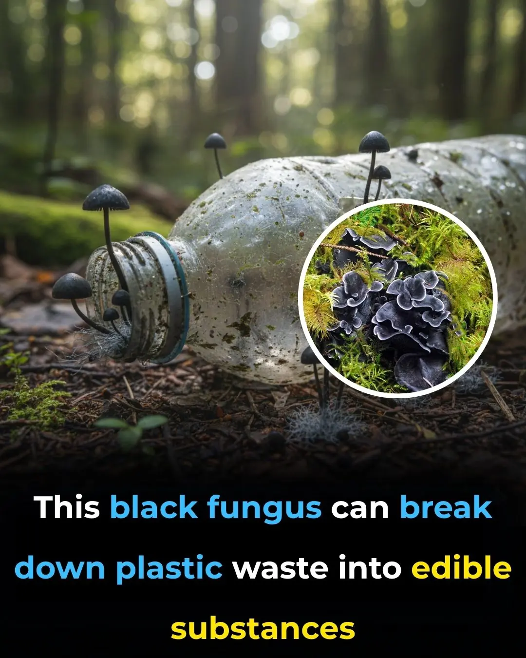 This Black Fungus Can Break Down Plastic Waste Into Edible Substances