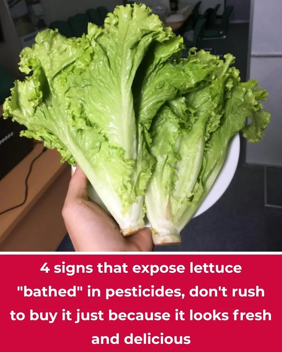 4 signs that expose lettuce "bathed" in pesticides, don't rush to buy ...