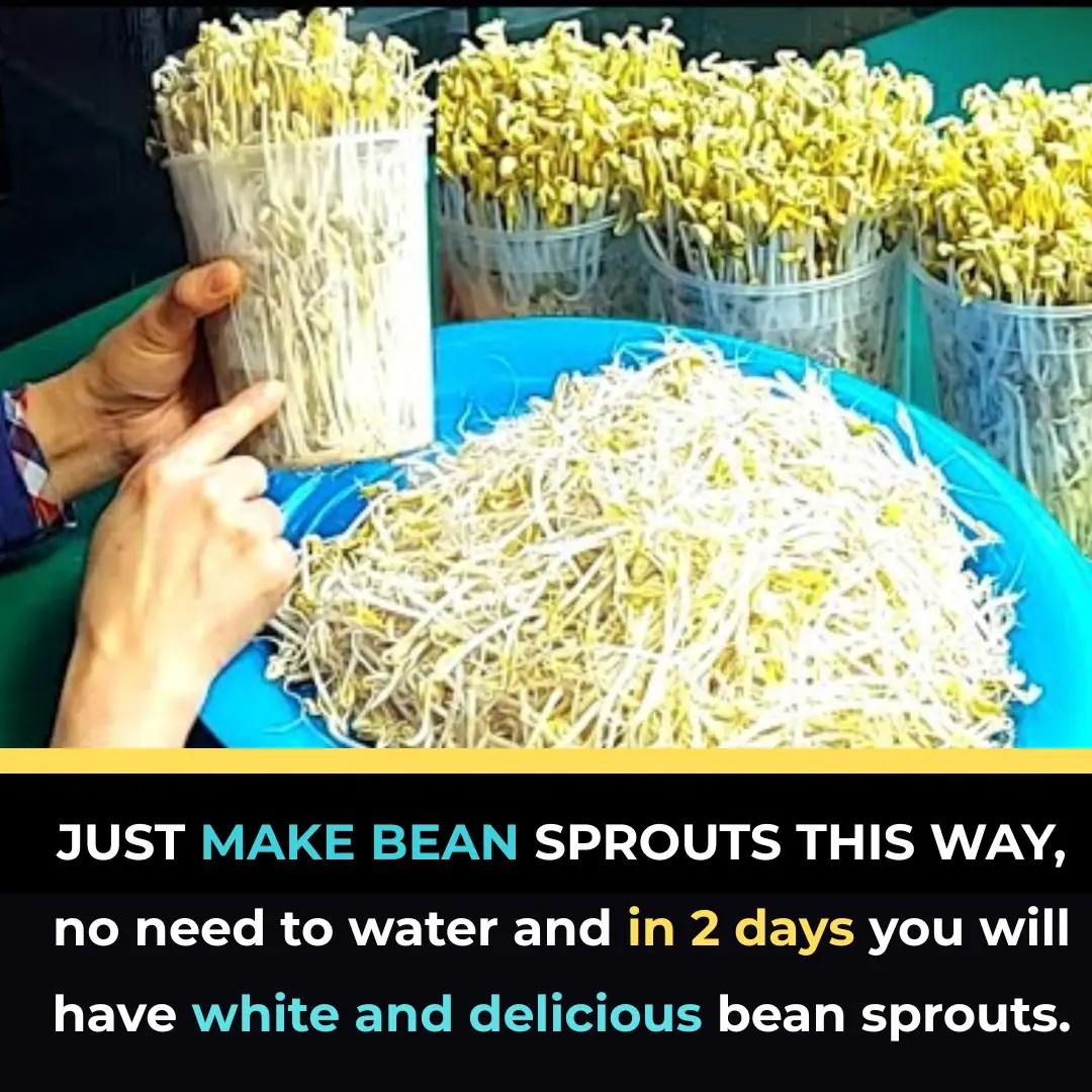 JUST MAKE BEAN SPROUTS THIS WAY, no need to water and in 2 days you ...