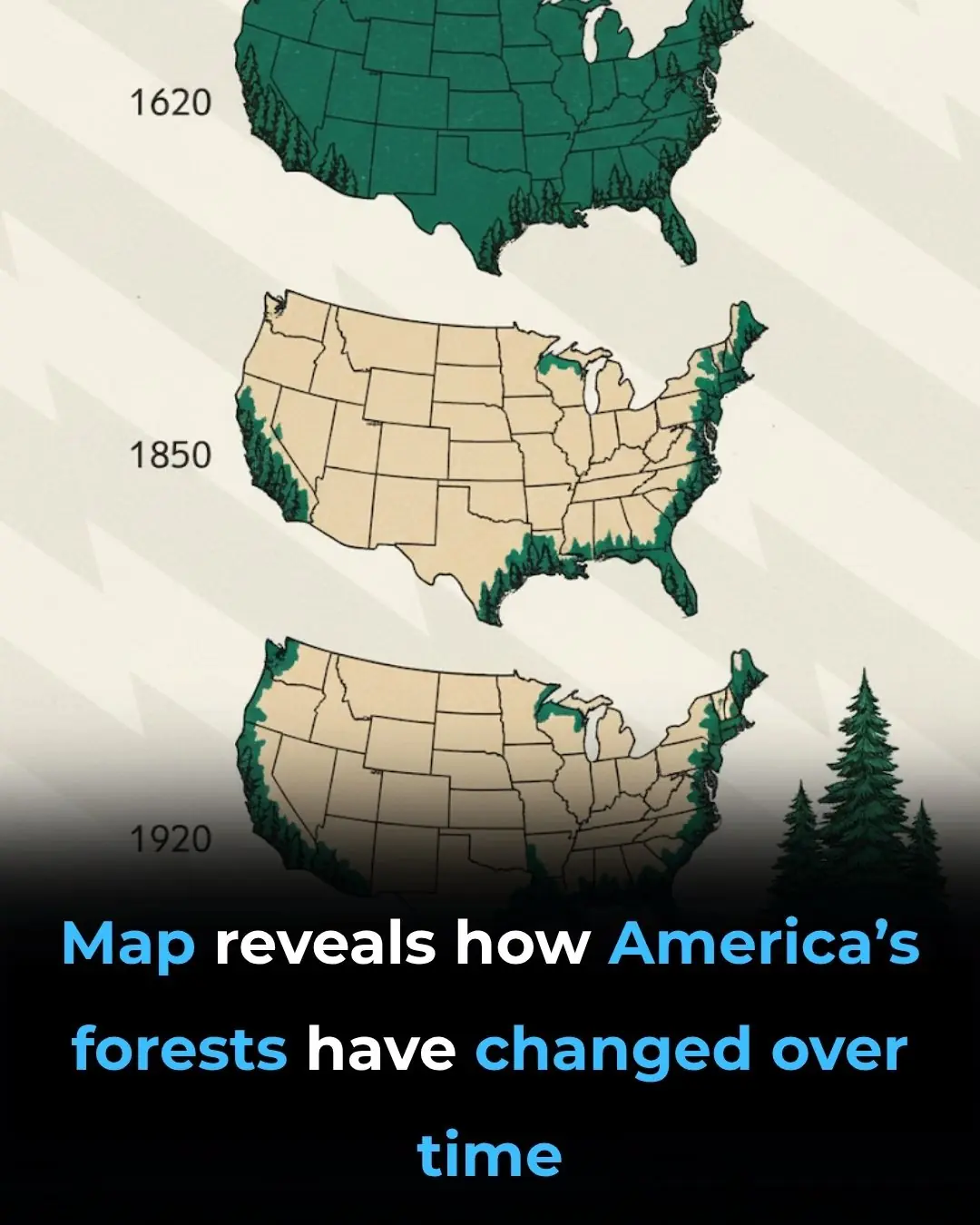 Map Reveals How America’s Forests Have Changed Over Time