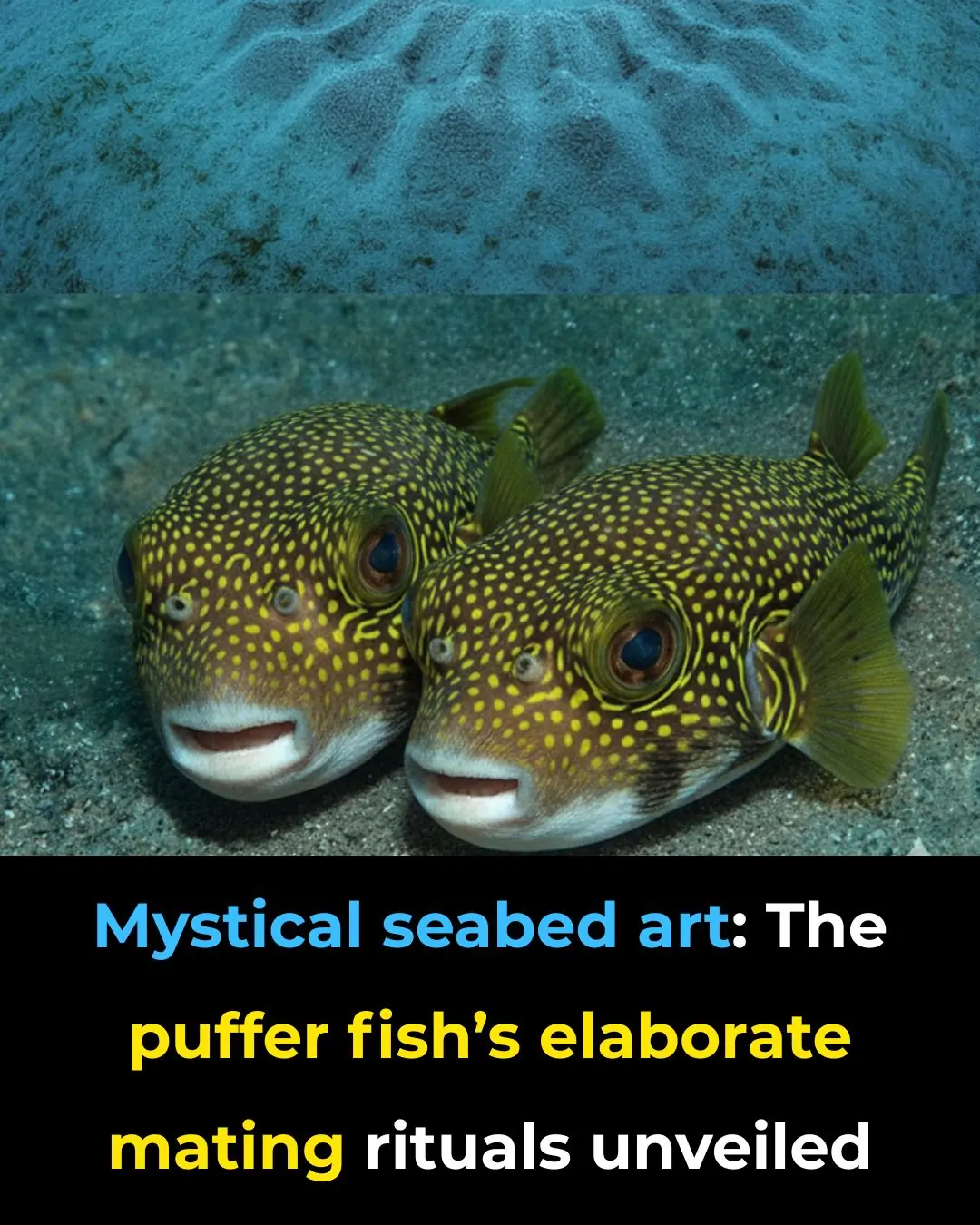 Mystical Seabed Art: The Puffer Fish’s Elaborate Mating Rituals Unveiled