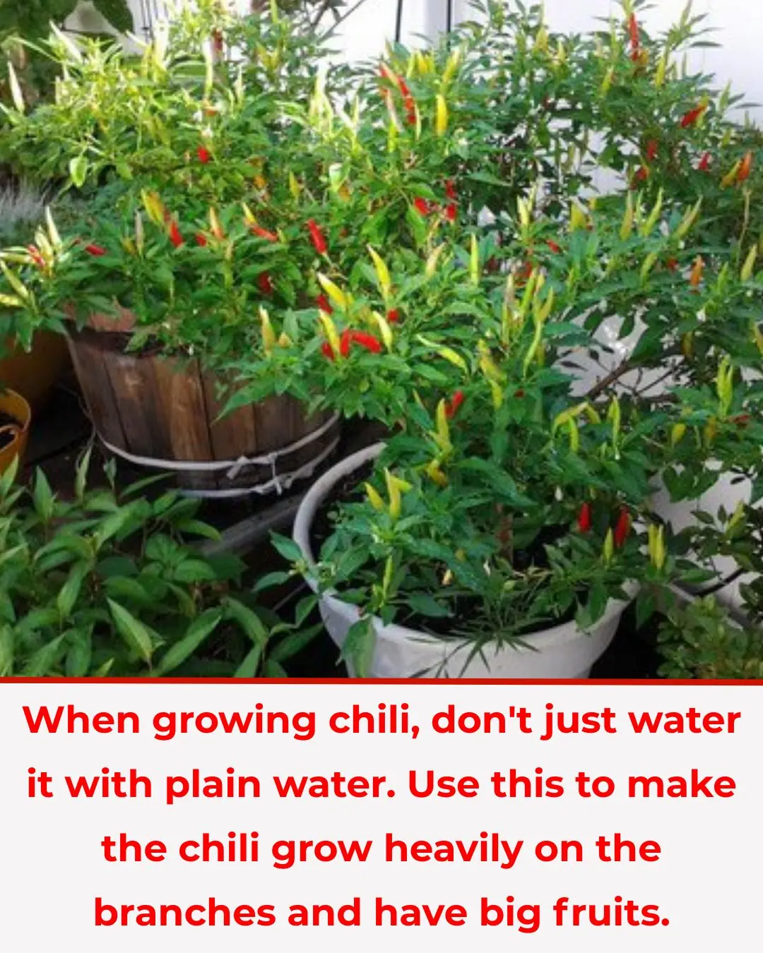 When growing chili, don't just water it with plain water. Use this to ...