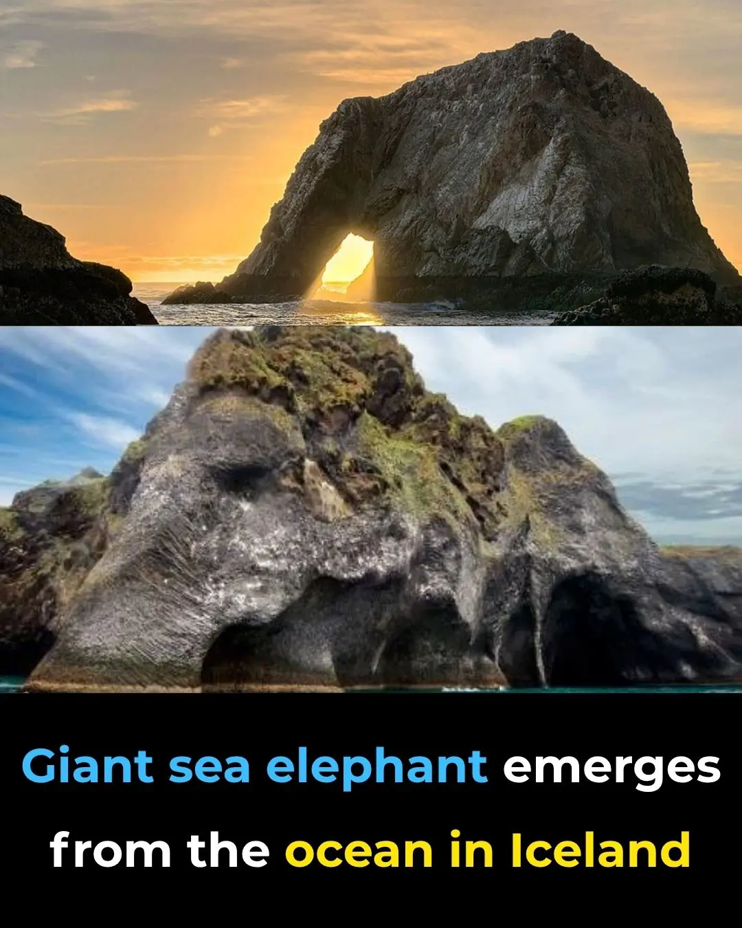 Giant Sea Elephant Emerges From The Ocean In Iceland