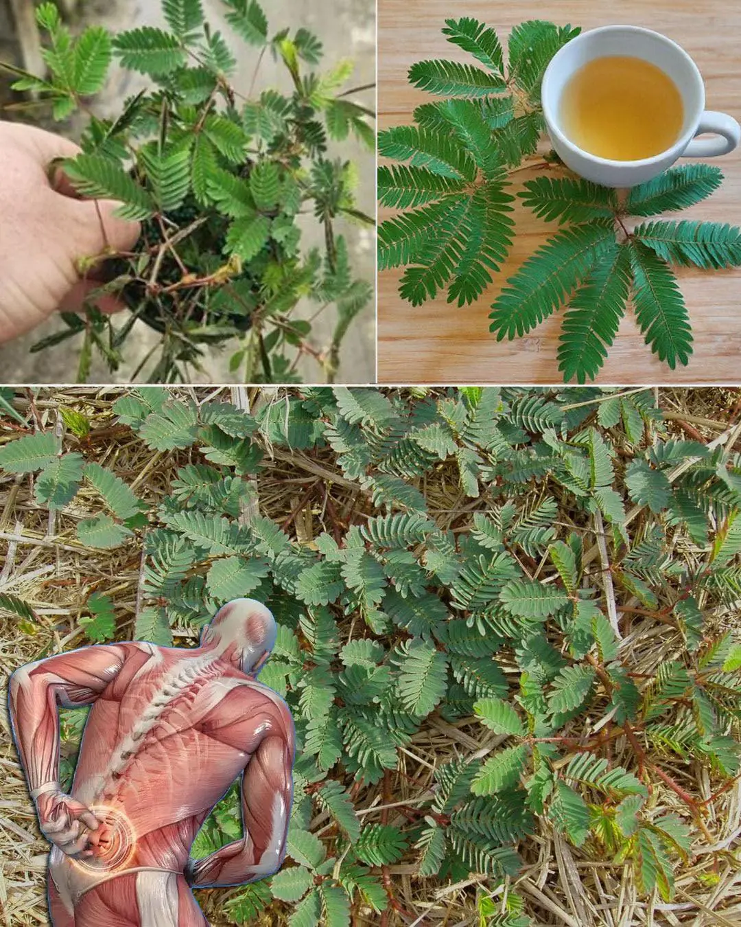 Mimosa Pudica Tea: How to Prepare and Health Benefits