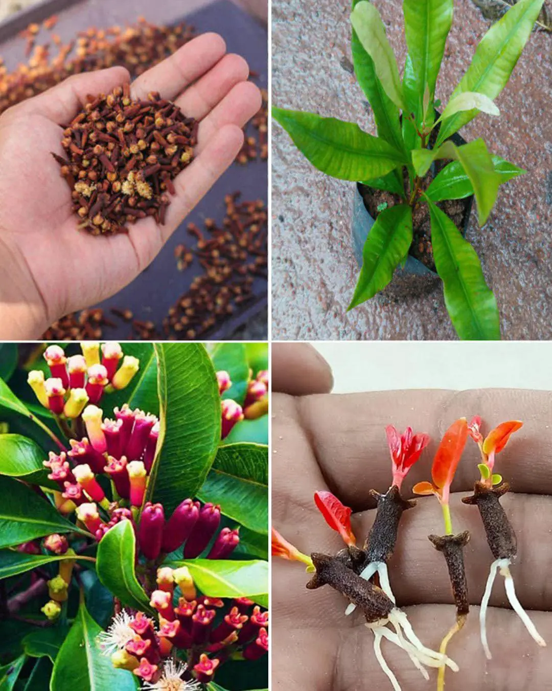 How to grow clove plant at home – from seed to spice