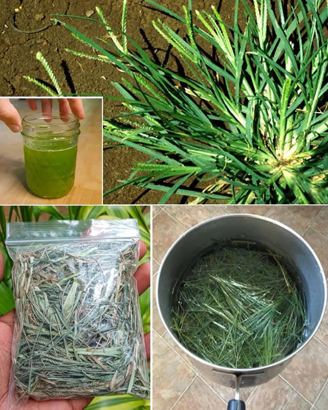 25 Incredible Health Benefits of Goosegrass