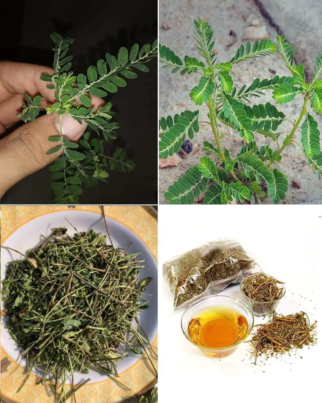 Health Benefits of Stone Breaker Leaves (Chanca Piedra)